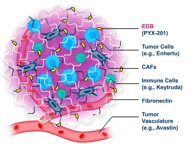 Pyxis Oncology | Clinical Programs